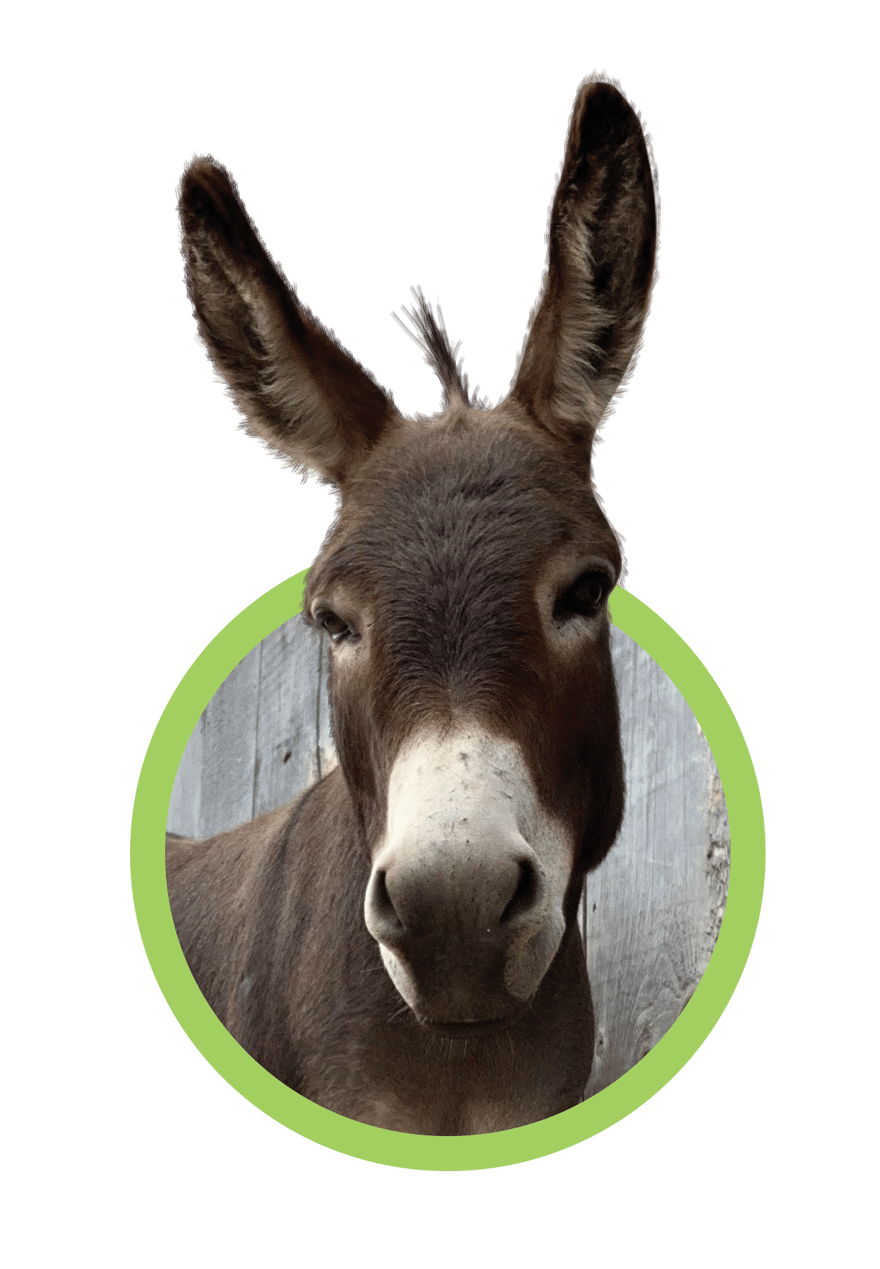 About Us - The Donkey Sanctuary of Canada