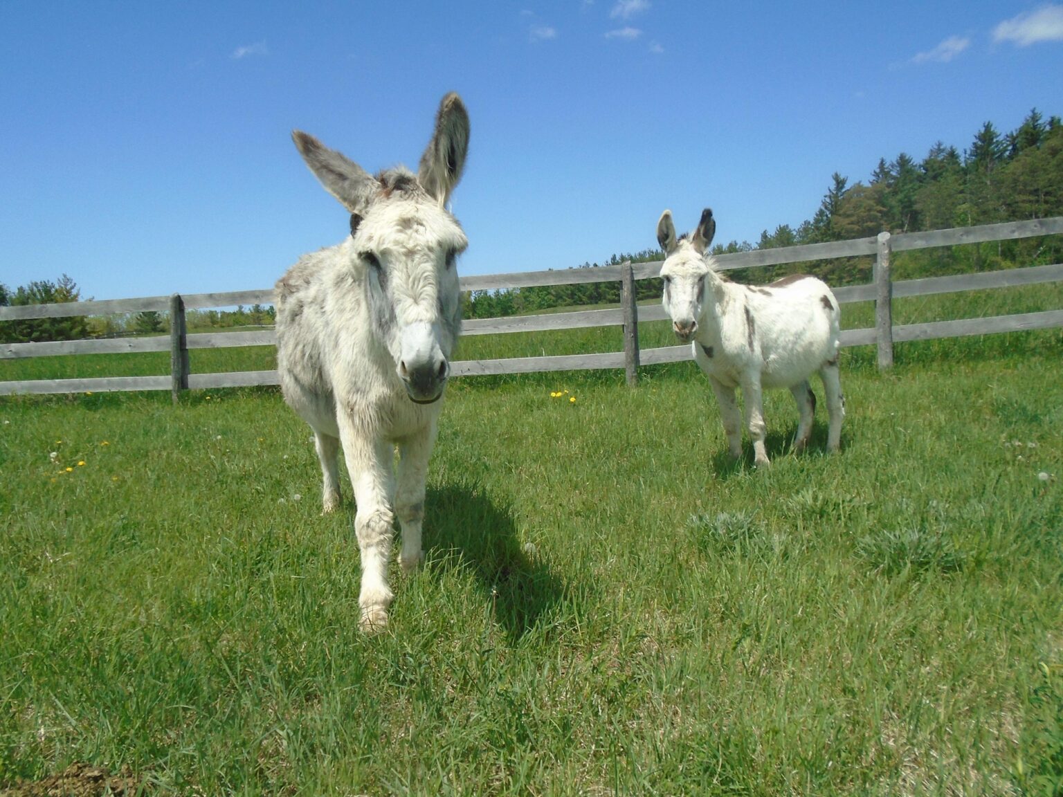 Home - The Donkey Sanctuary of Canada