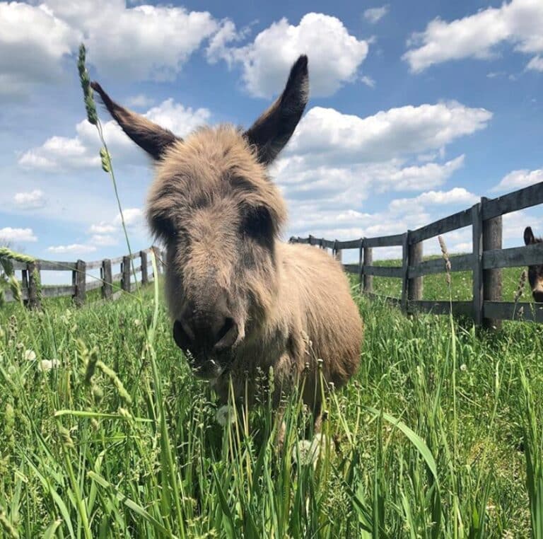 Donkey Breeds in North America - The Donkey Sanctuary of Canada
