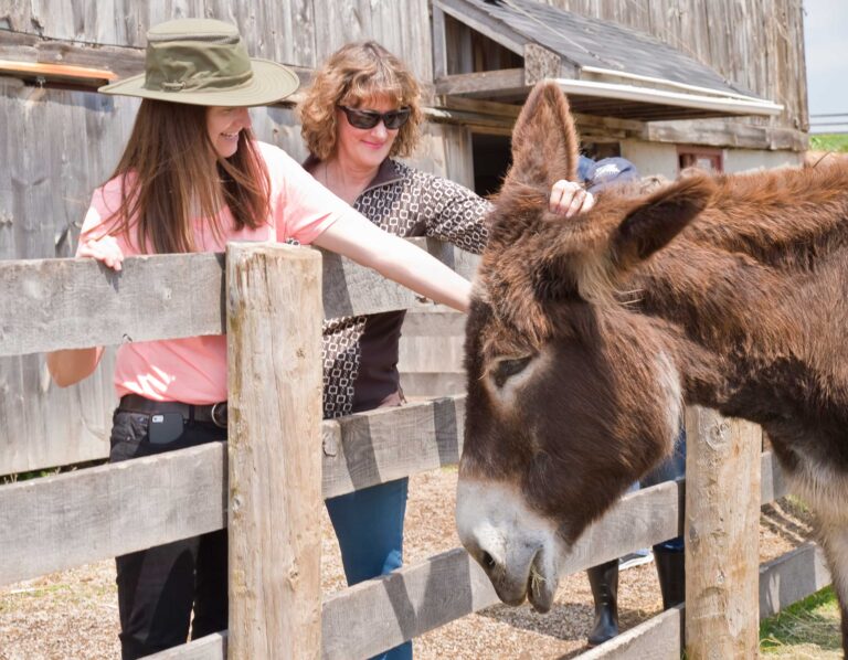 Visit Us - The Donkey Sanctuary of Canada