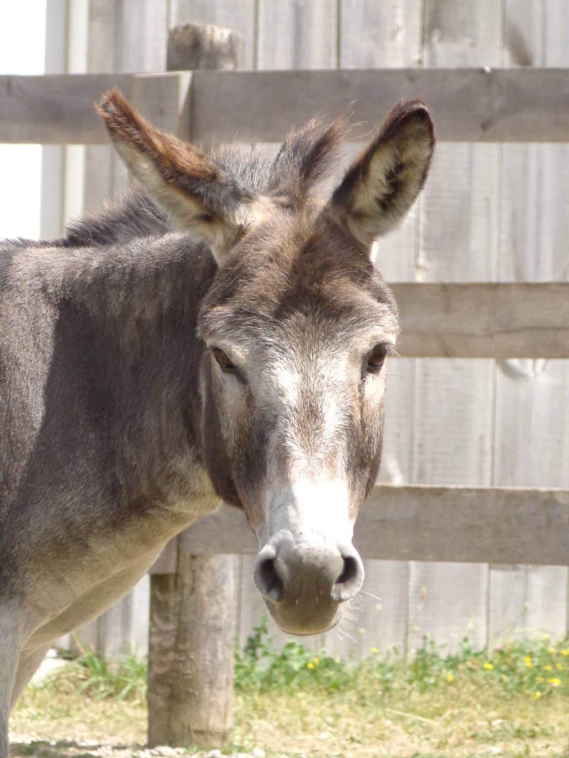 Home - The Donkey Sanctuary of Canada
