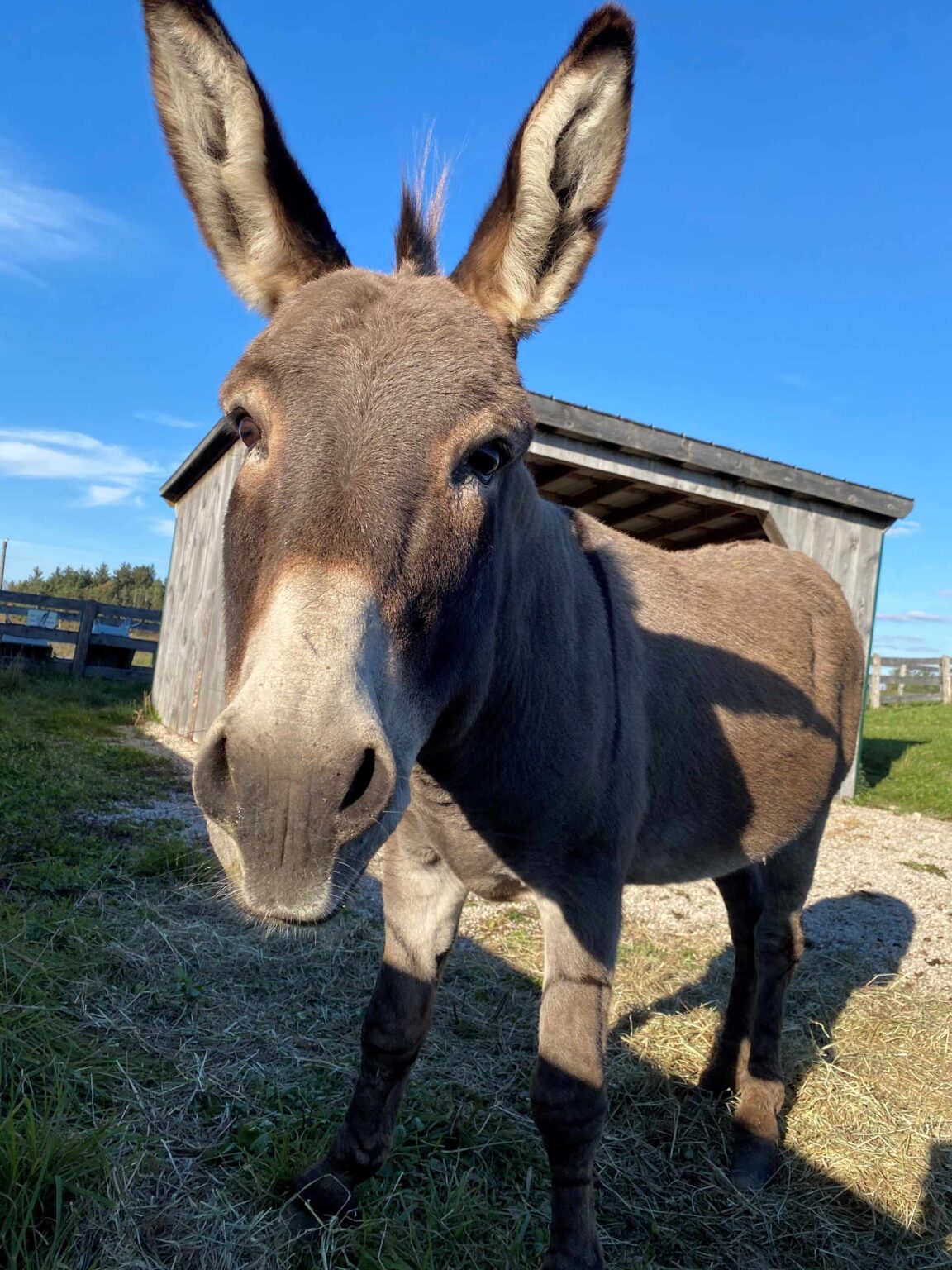 Sponsor a donkey - The Donkey Sanctuary of Canada