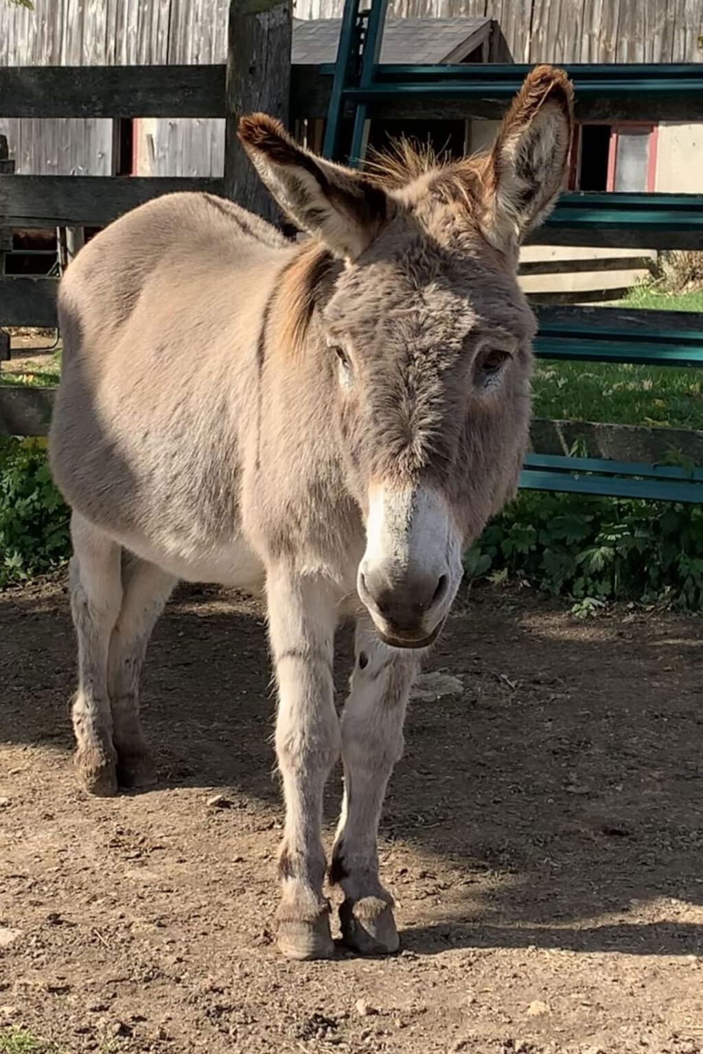 Home - The Donkey Sanctuary of Canada