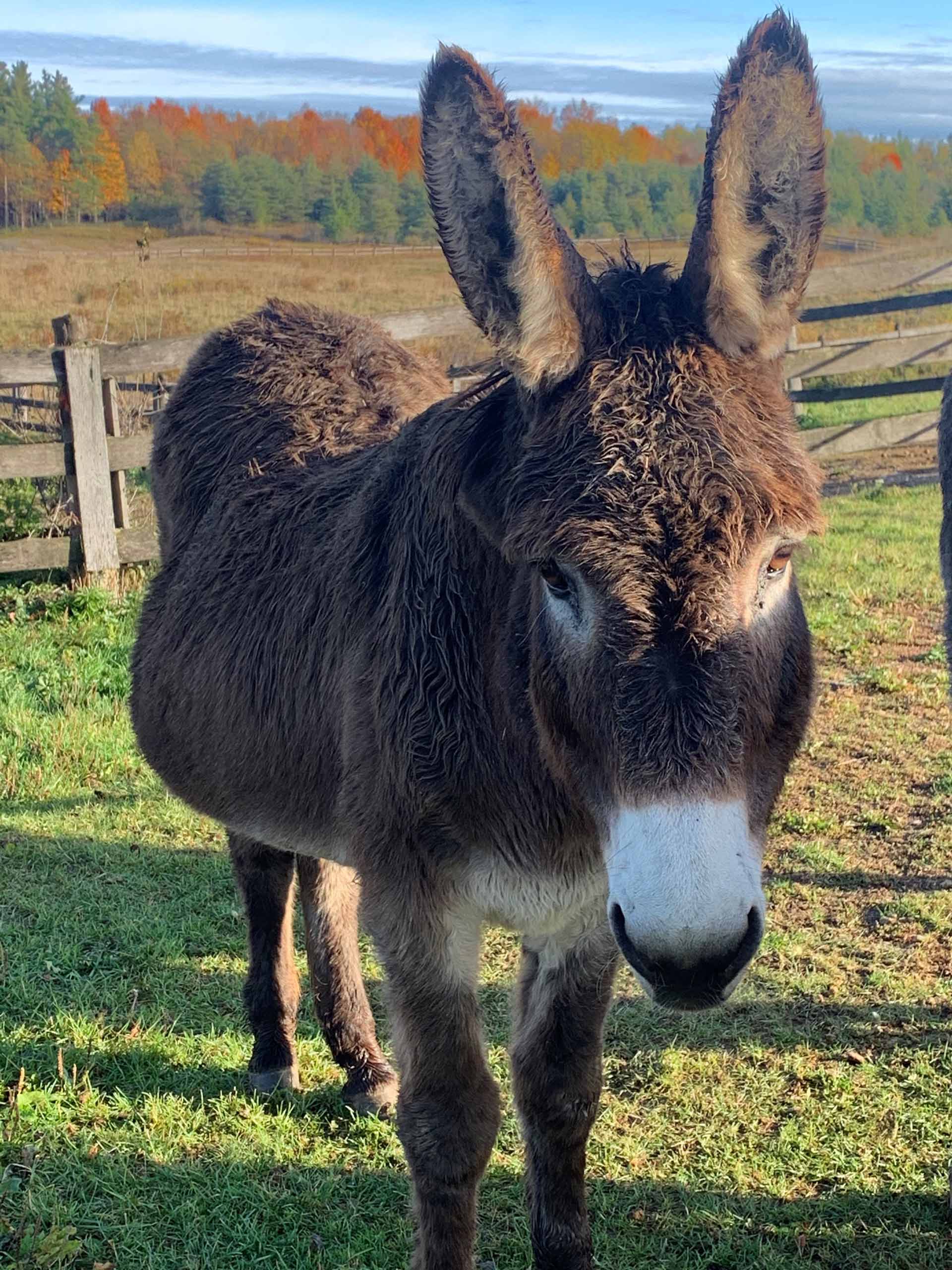 Sponsor - The Donkey Sanctuary of Canada
