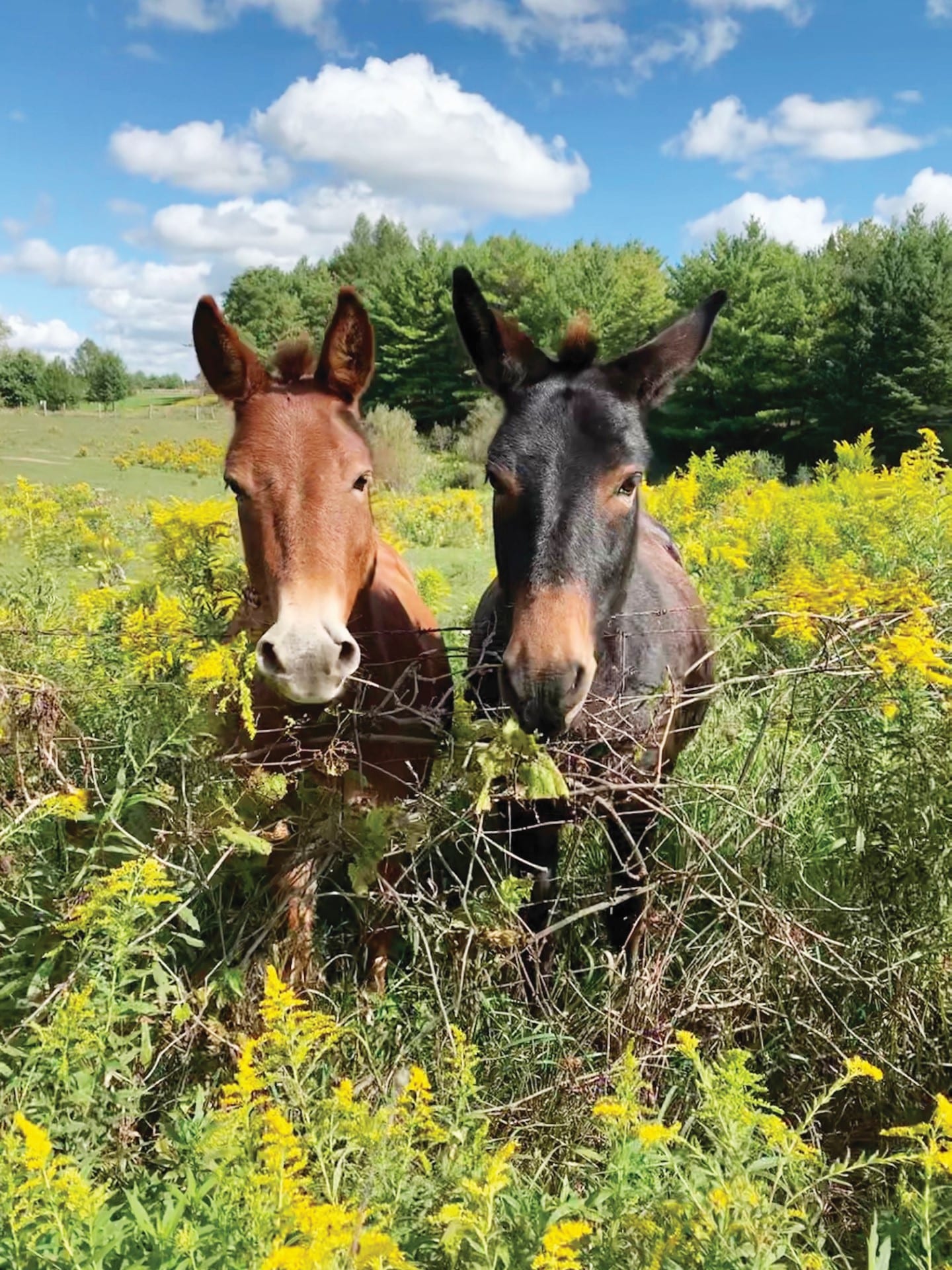 Planned Giving - The Donkey Sanctuary of Canada