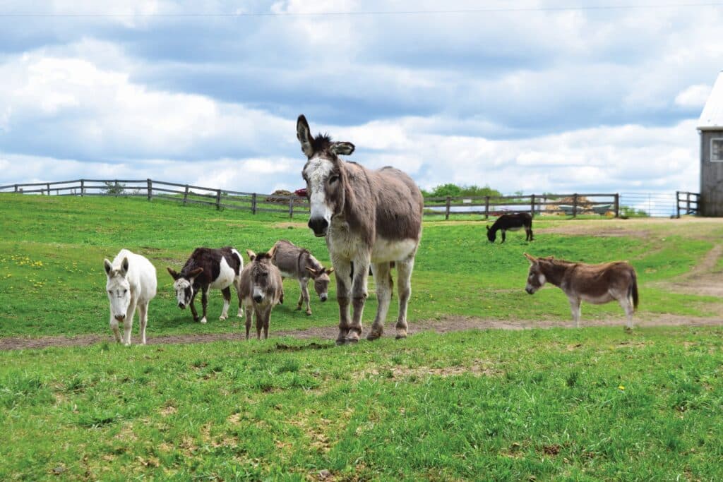 Visit Us - The Donkey Sanctuary of Canada