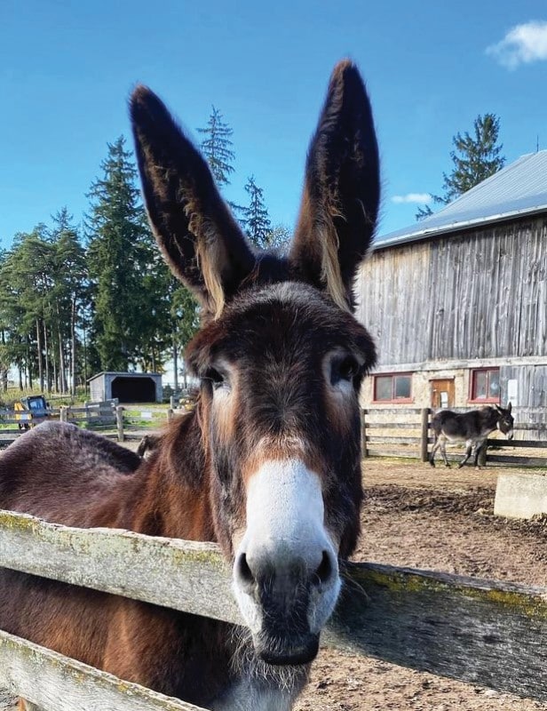 Visit Us - The Donkey Sanctuary of Canada