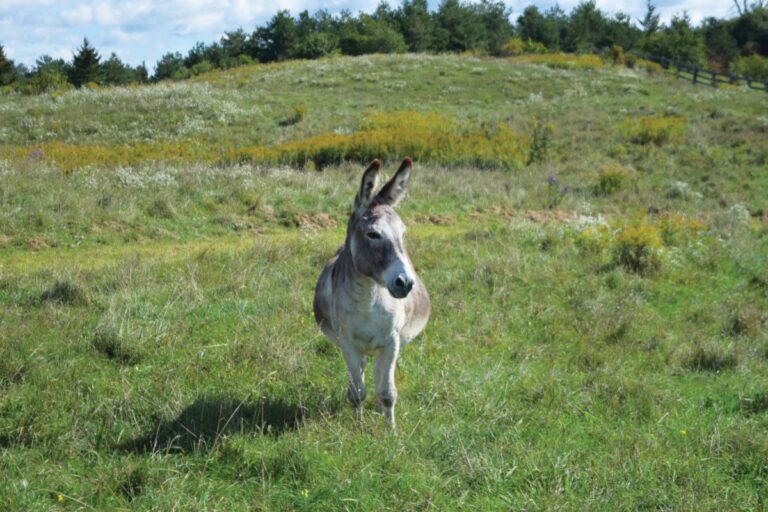 Donkey Breeds in North America - The Donkey Sanctuary of Canada