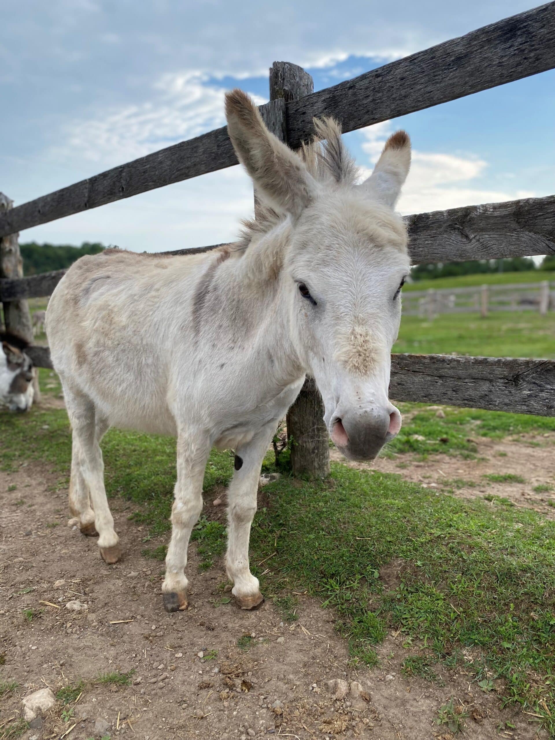 Ross - The Donkey Sanctuary of Canada