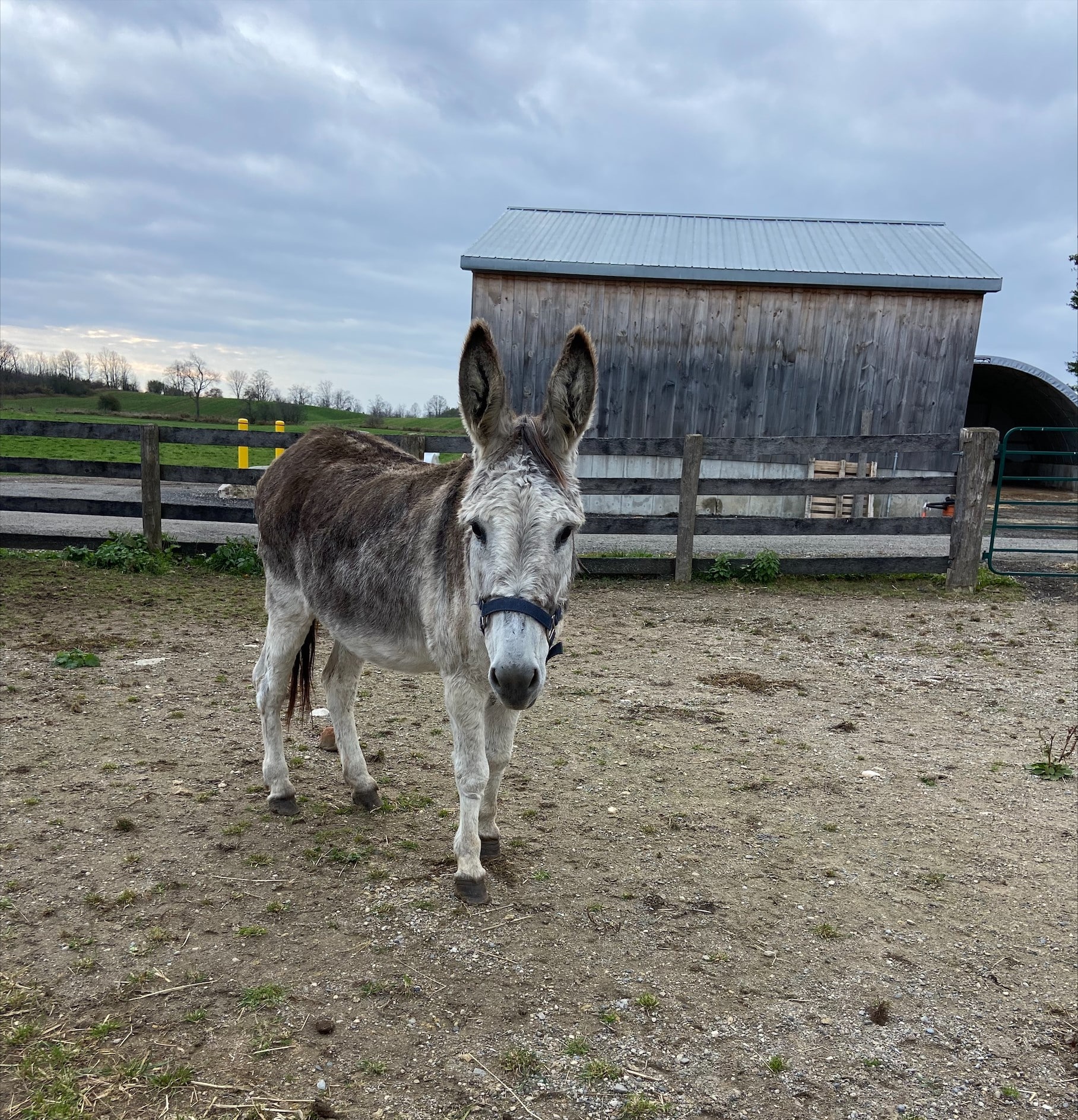 Meet Aurora - The Donkey Sanctuary of Canada