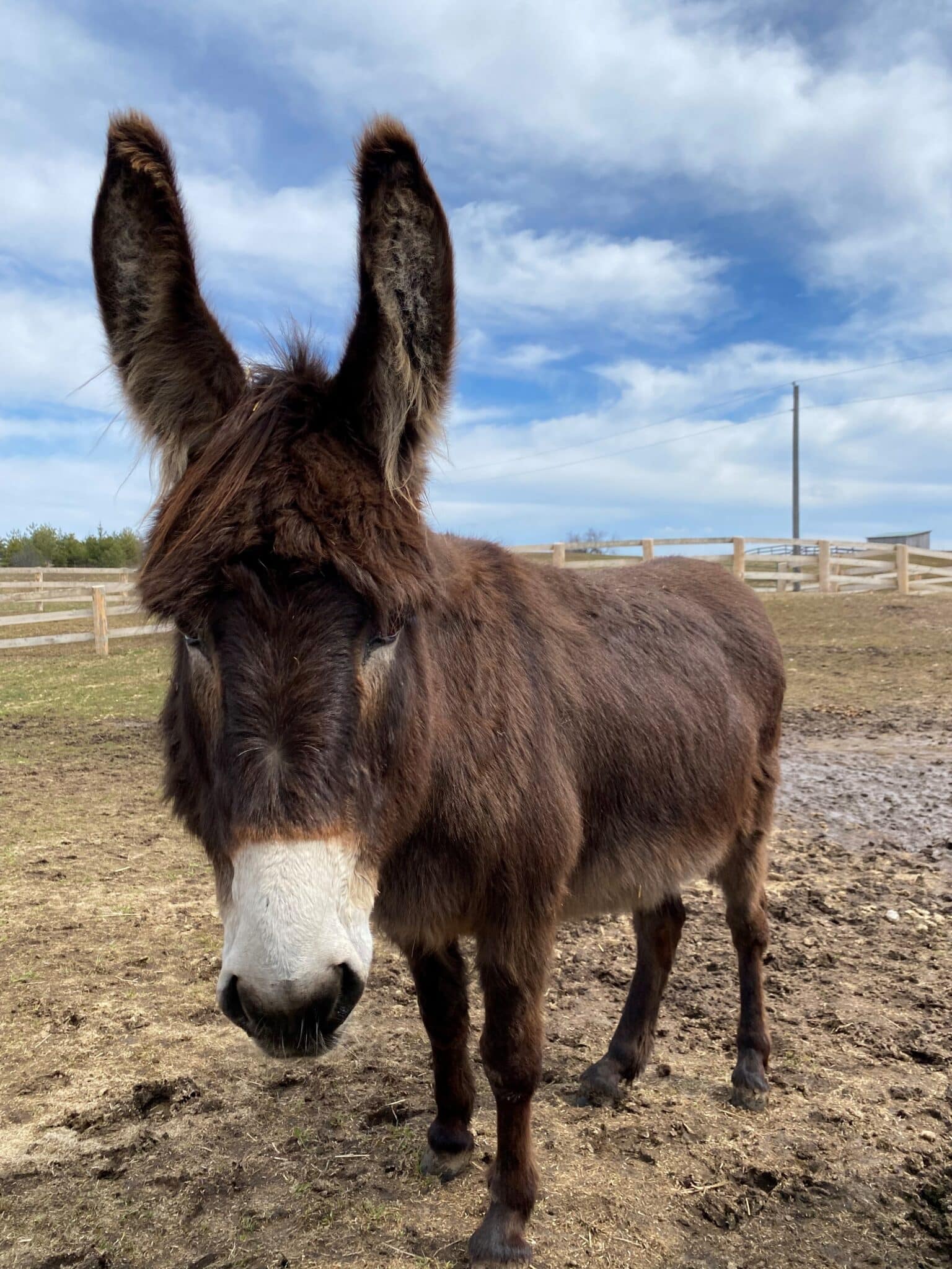 Host Farms - The Donkey Sanctuary of Canada
