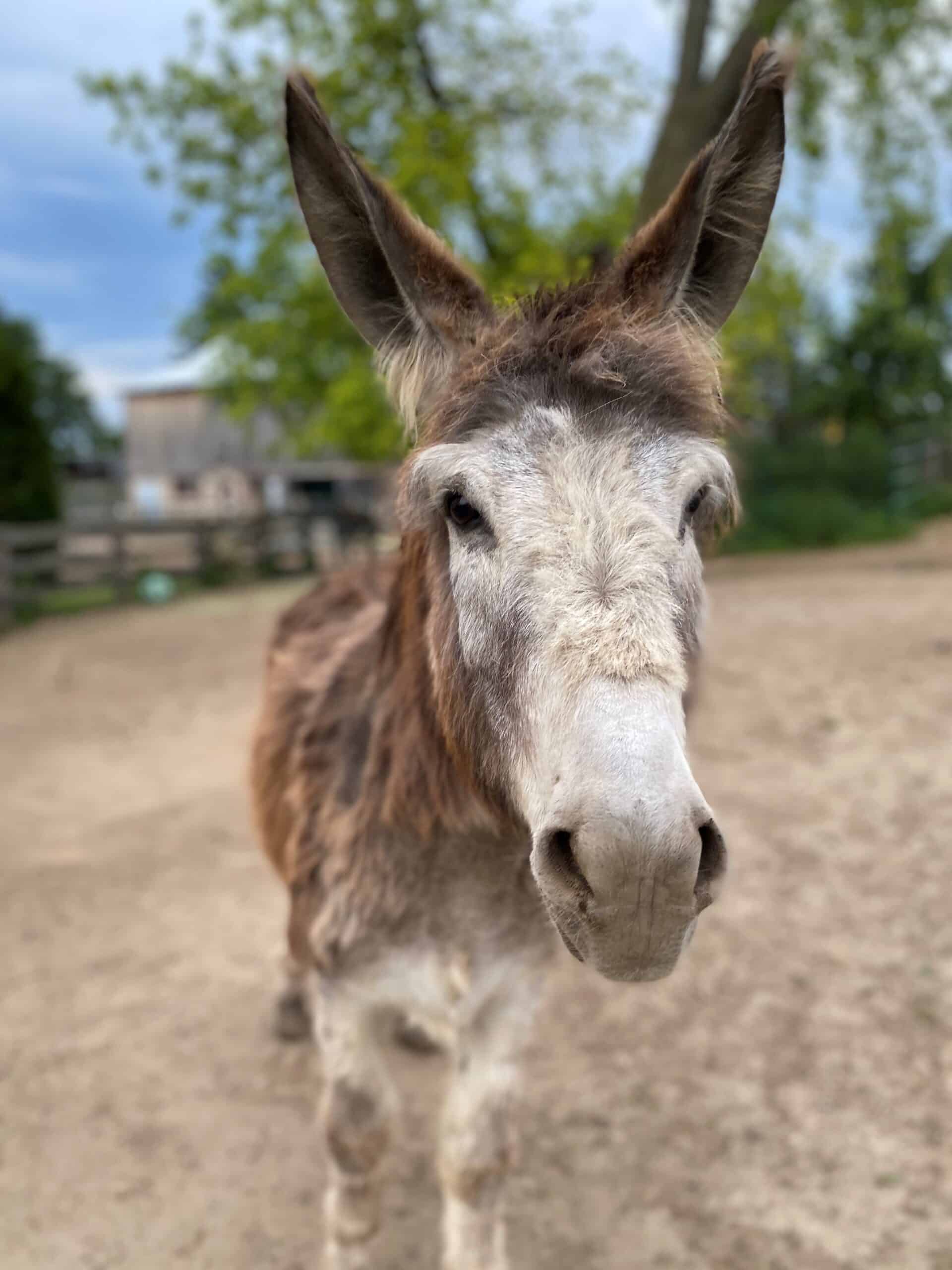 Meet Cash - The Donkey Sanctuary of Canada
