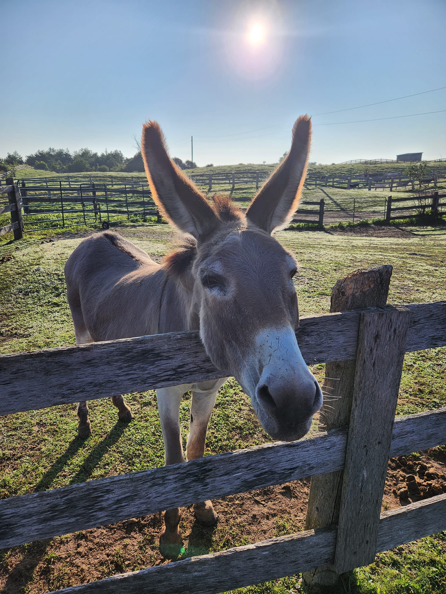 Donate - In Memory - The Donkey Sanctuary of Canada