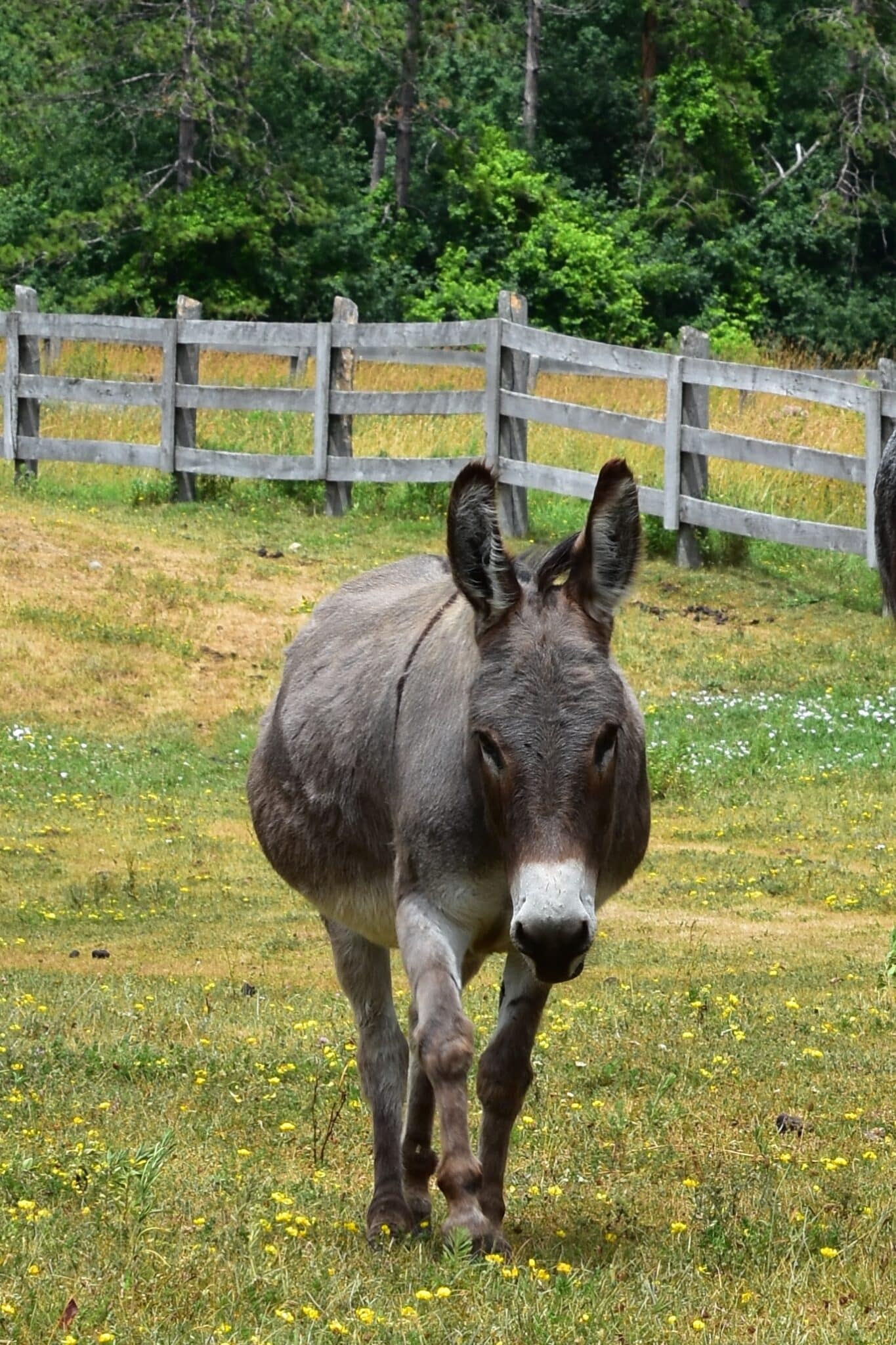 Host Farms - The Donkey Sanctuary of Canada