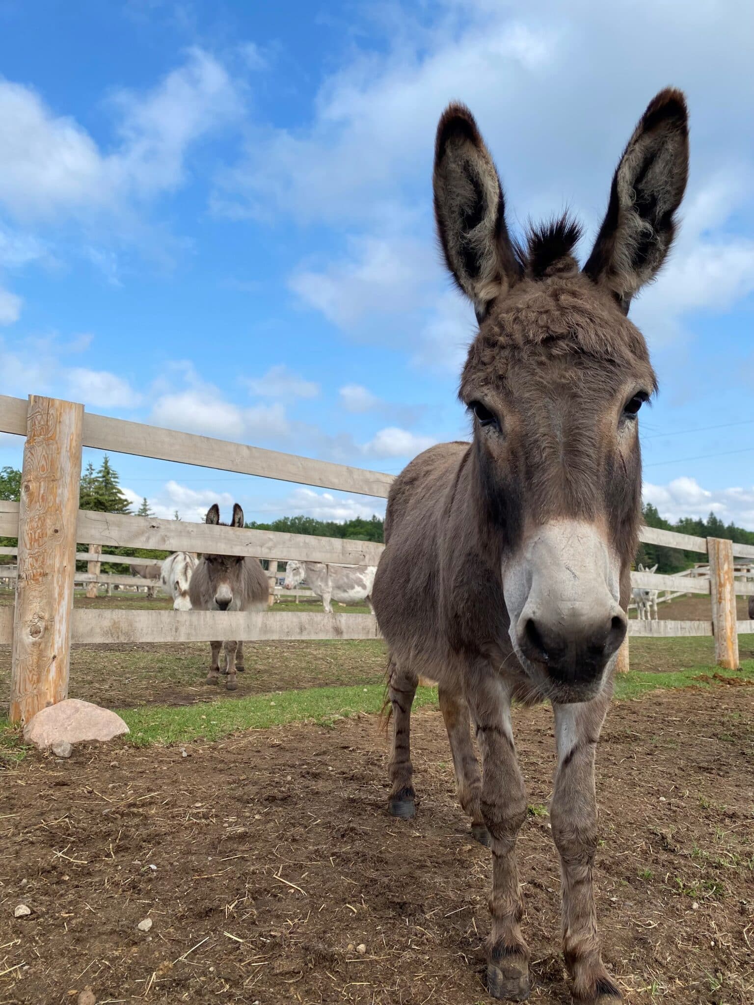 Donkey Care - The Donkey Sanctuary of Canada