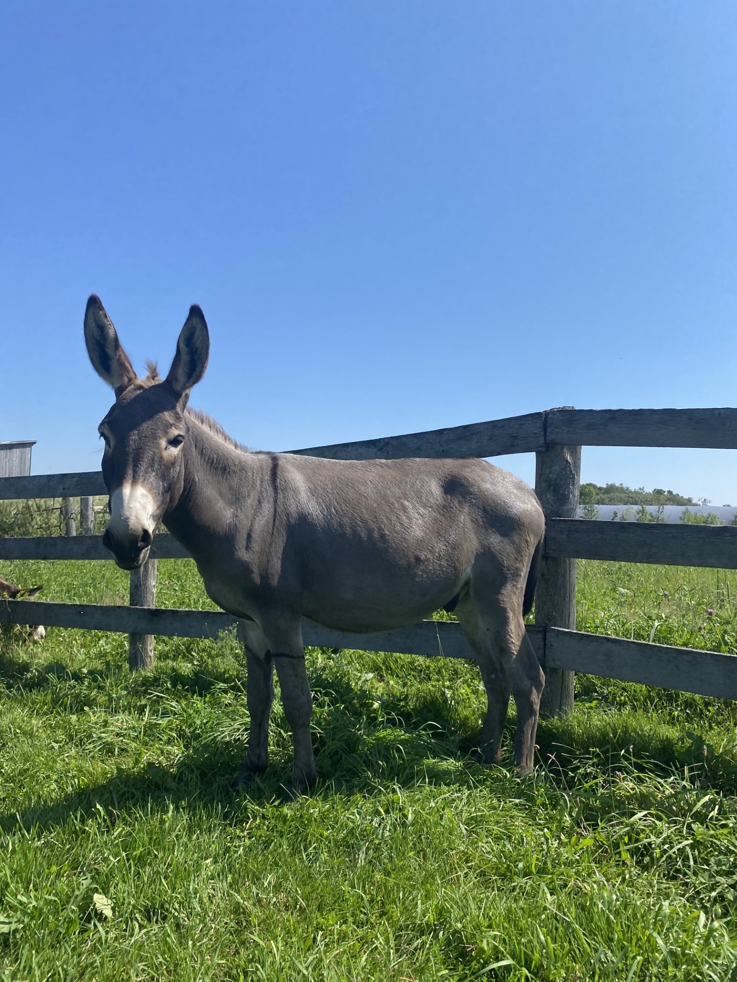 Home - The Donkey Sanctuary of Canada