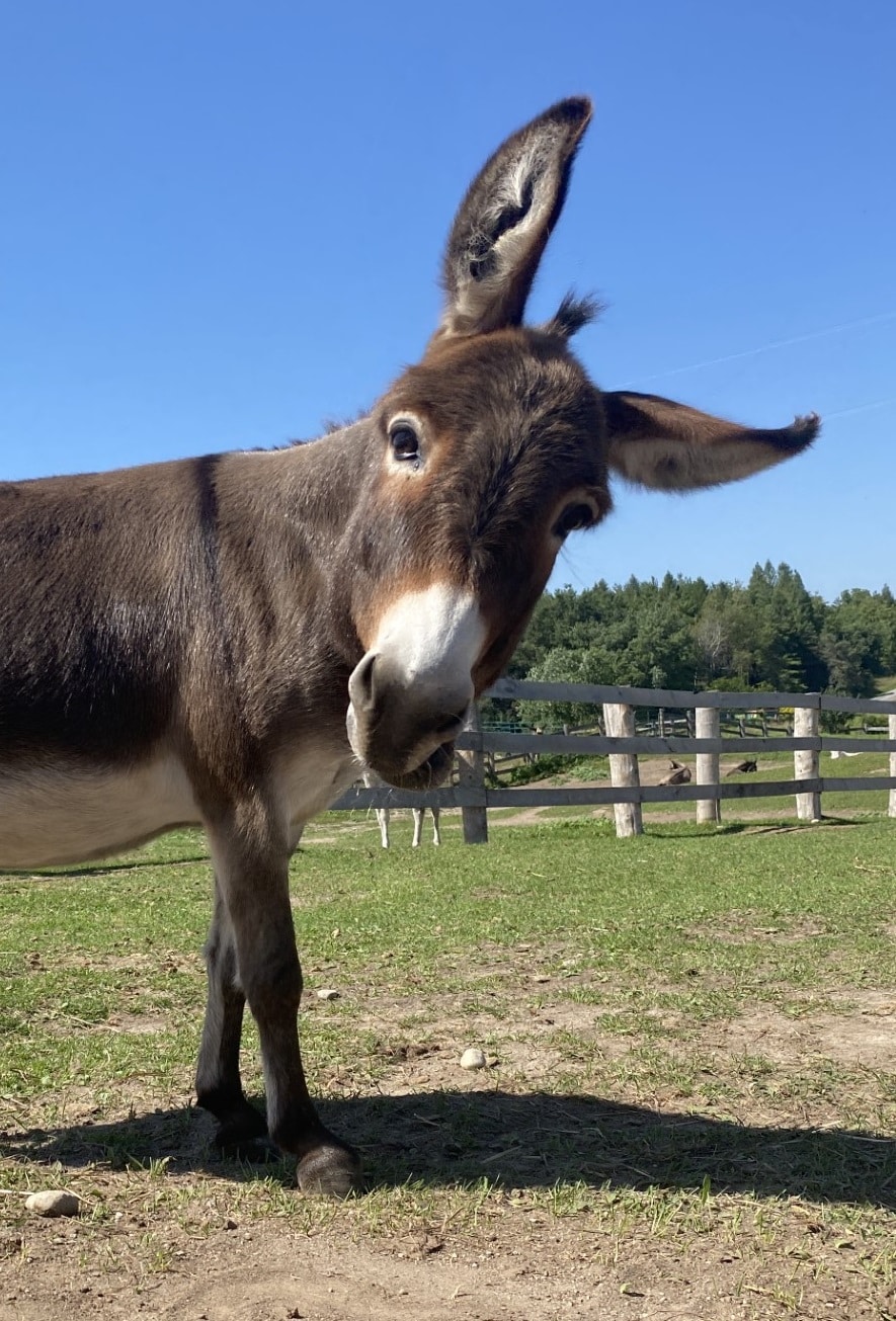 Home - The Donkey Sanctuary of Canada