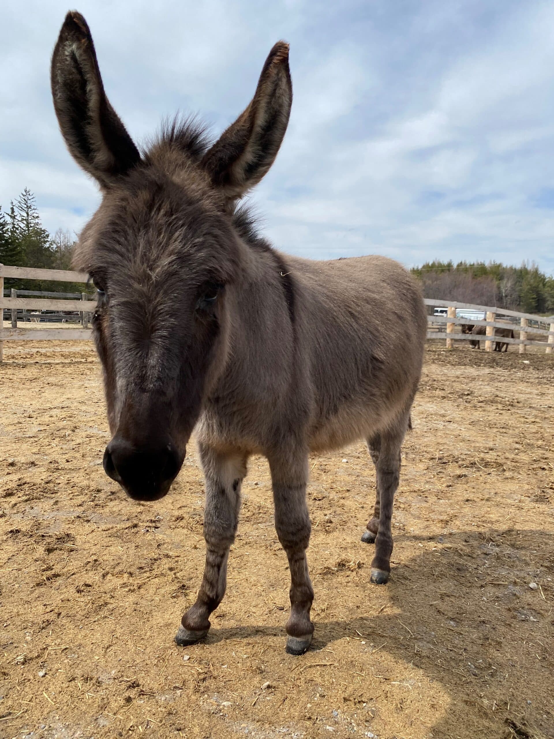 Pepper - The Donkey Sanctuary of Canada