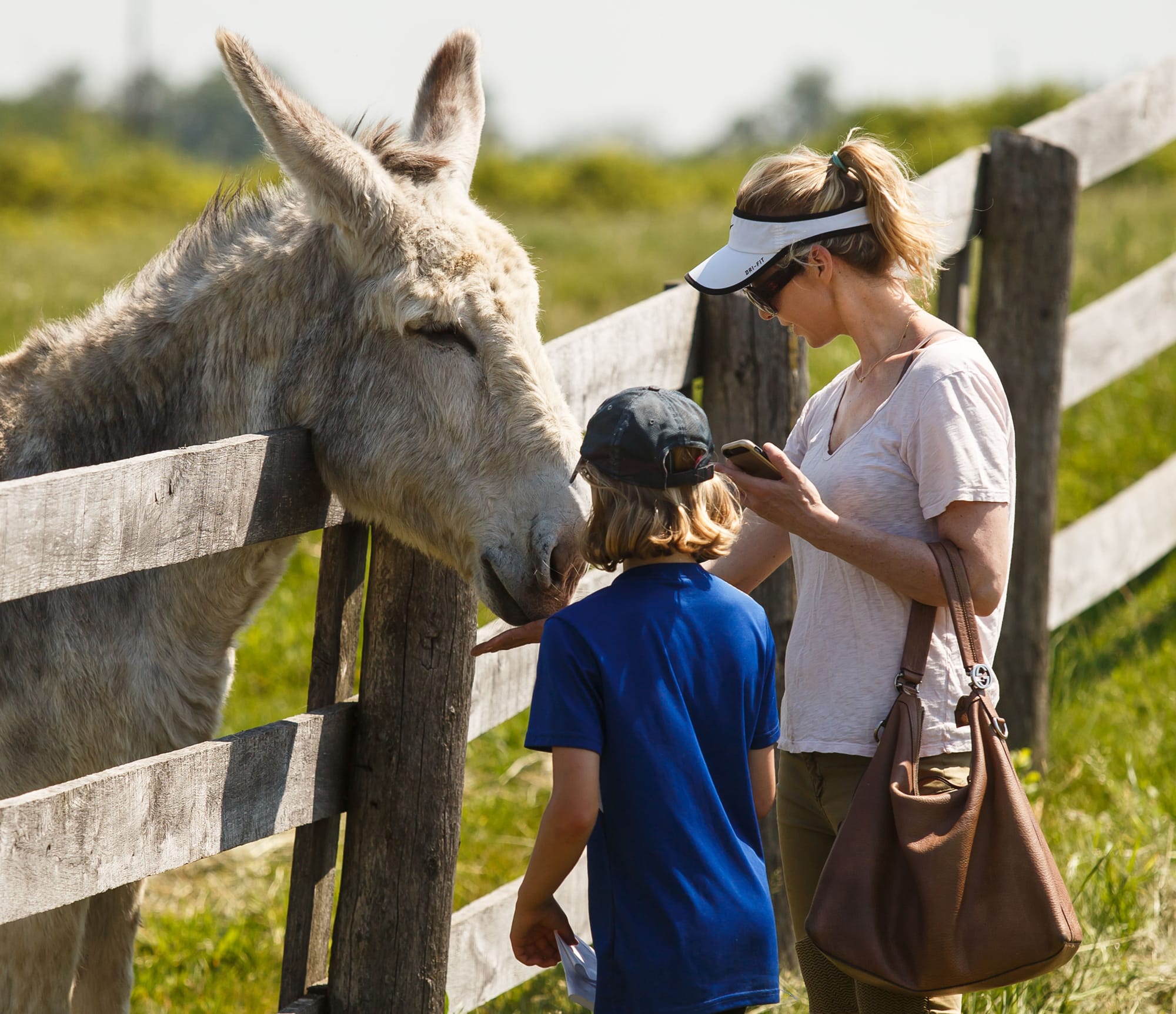 Something a little different at the Sanctuary! - The Donkey Sanctuary ...