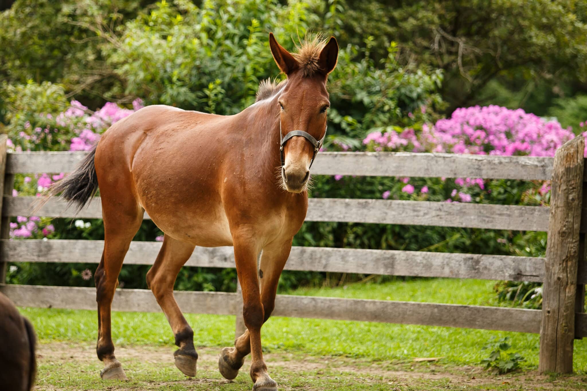 Meet Kingston, our big, beautiful mule. - The Donkey Sanctuary of Canada