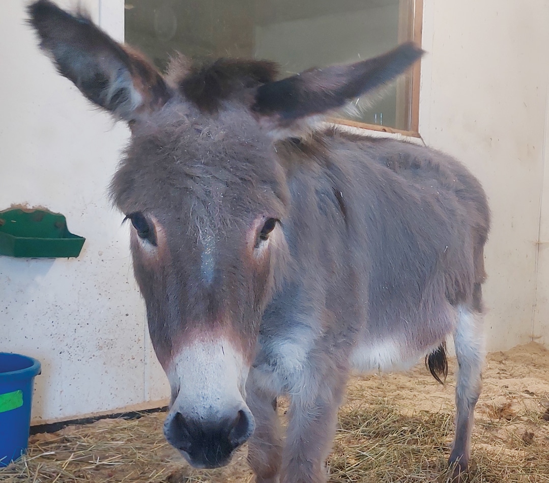 Home - The Donkey Sanctuary of Canada