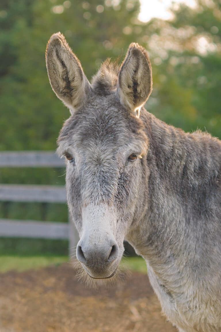 About the DSC - The Donkey Sanctuary of Canada