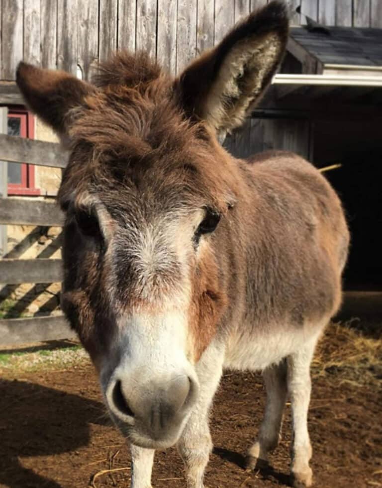 Home - The Donkey Sanctuary of Canada