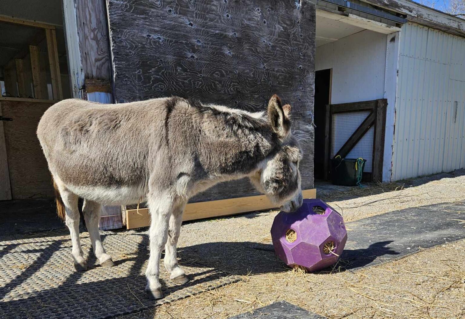 Host Farms - The Donkey Sanctuary of Canada