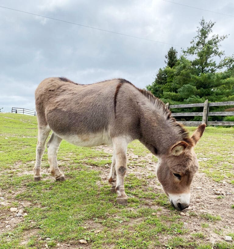 Luke - The Donkey Sanctuary of Canada