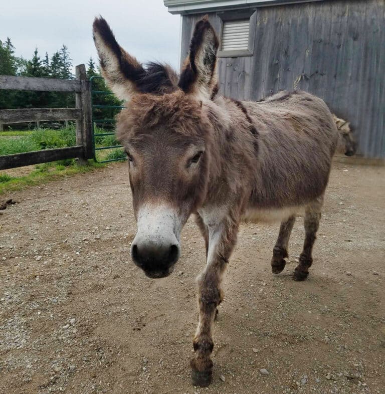 Noah - The Donkey Sanctuary of Canada
