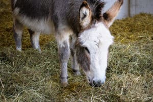 Donkey nutrition: what to feed, what to avoid - The Donkey Sanctuary of ...