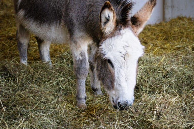 Donkey nutrition: what to feed, what to avoid - The Donkey Sanctuary of ...