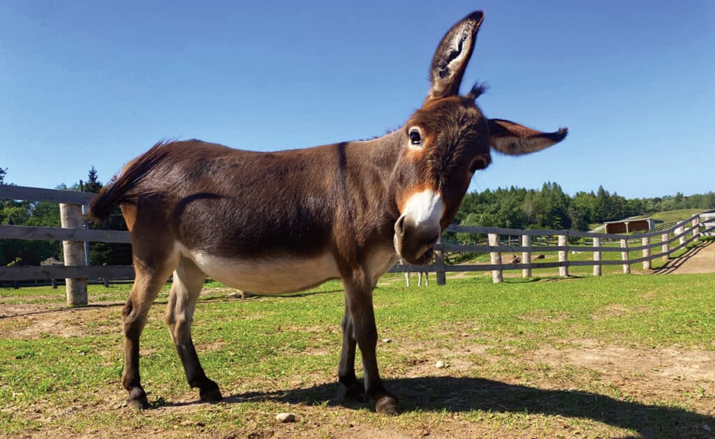 Contact Us - The Donkey Sanctuary of Canada