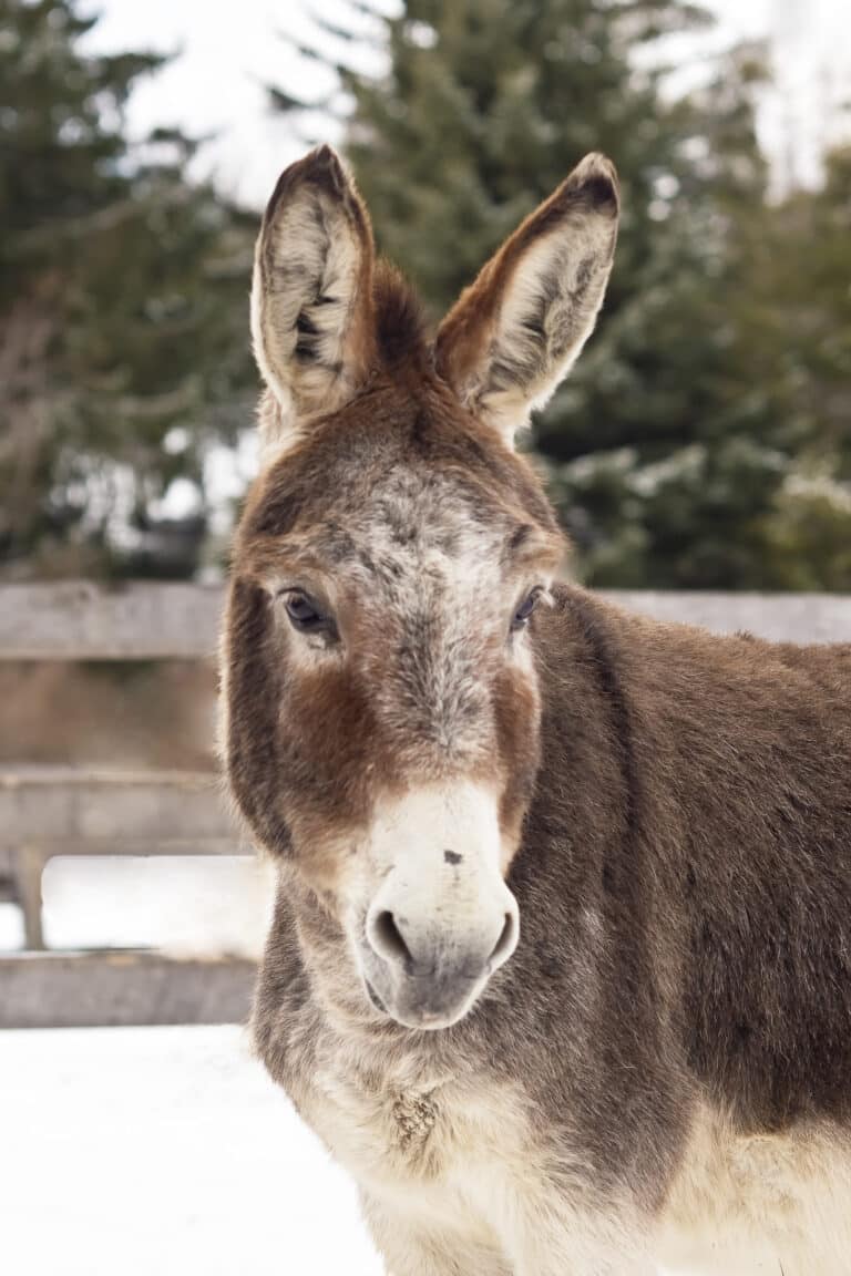 Meet Walker - The Donkey Sanctuary of Canada