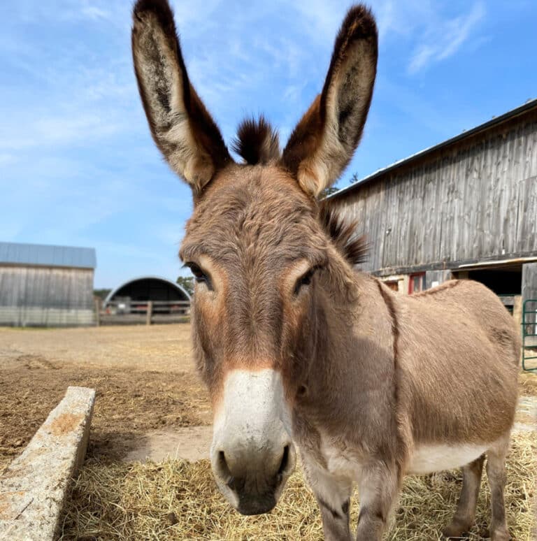 Ariel - The Donkey Sanctuary of Canada