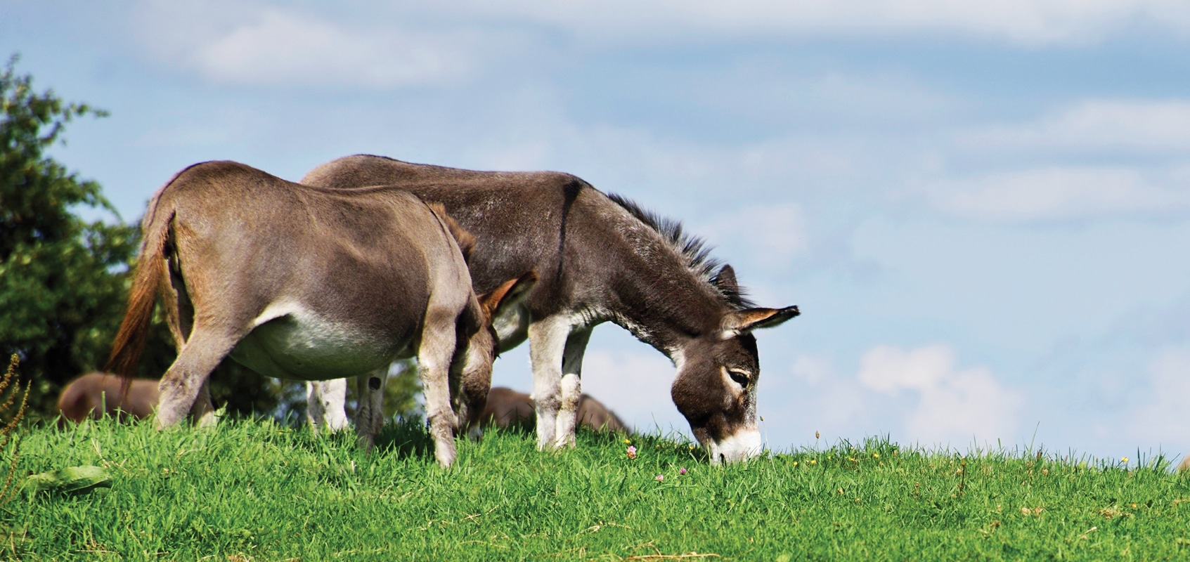 Home - The Donkey Sanctuary of Canada