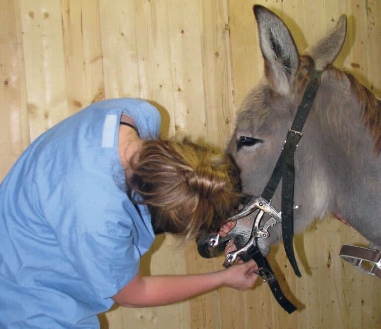 Tooth floating—donkeys need dental care, too - The Donkey Sanctuary of ...