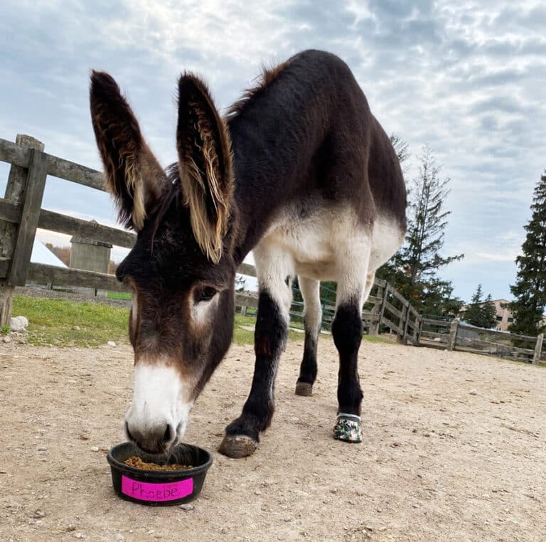 Donkey Breeds in North America - The Donkey Sanctuary of Canada
