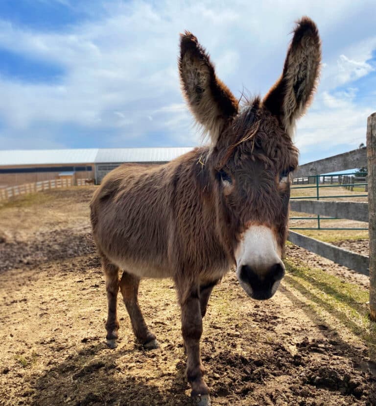 Meet Salsa - The Donkey Sanctuary of Canada
