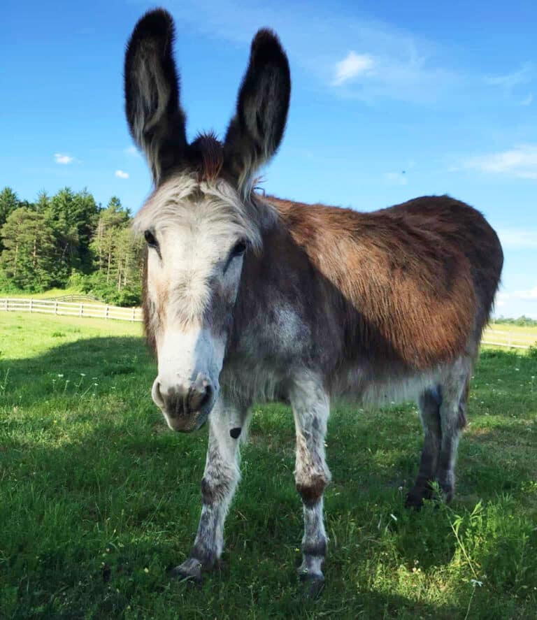 Sunshine - The Donkey Sanctuary of Canada
