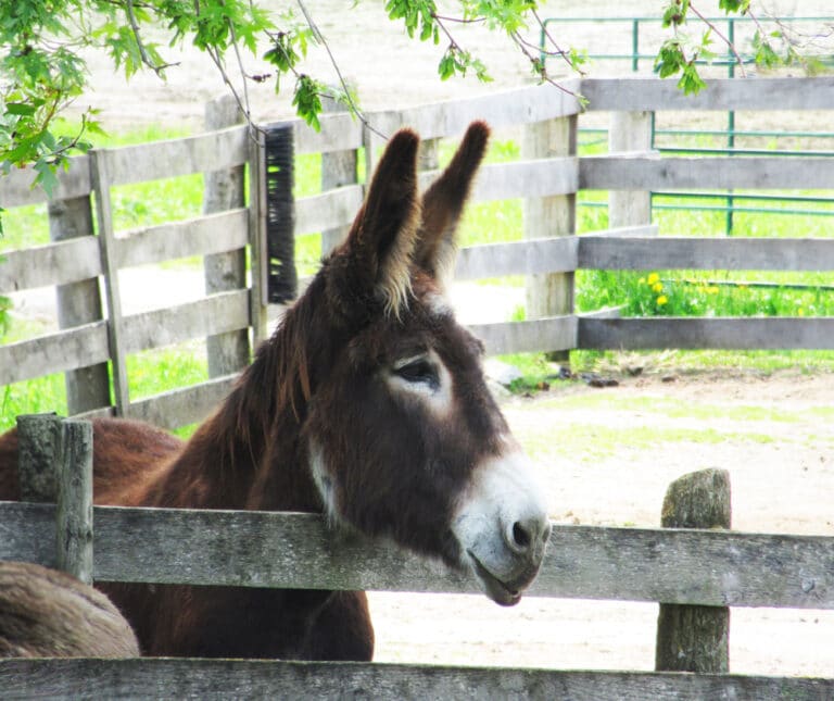 Visit Us - The Donkey Sanctuary of Canada