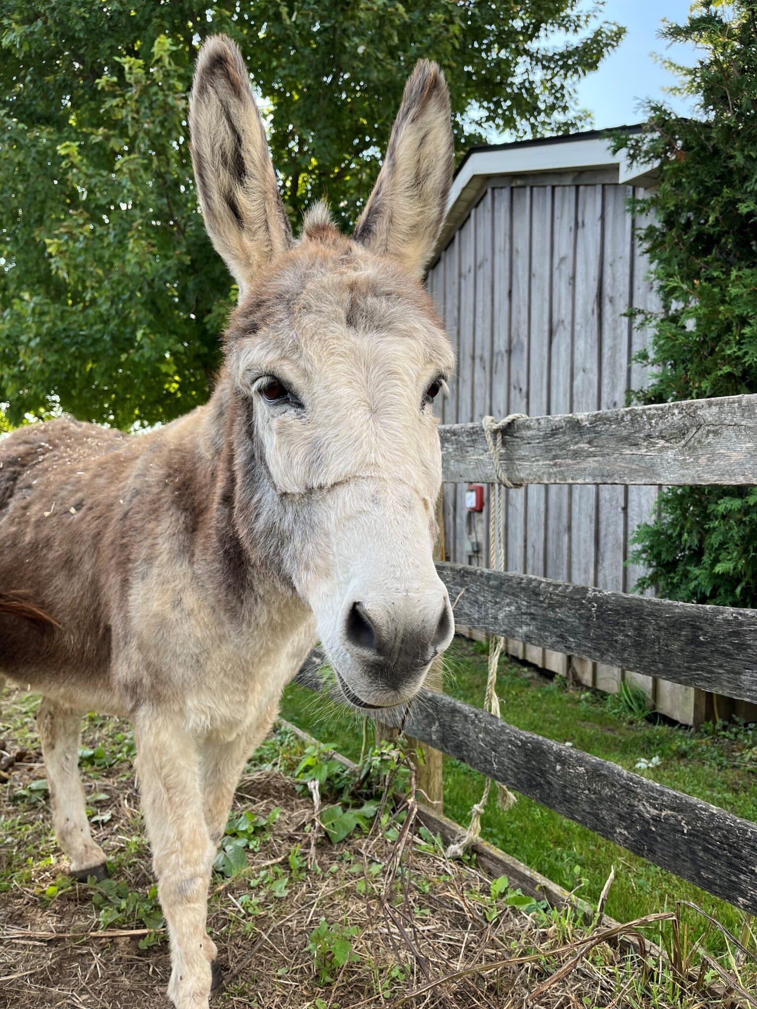 Meet Napoleon - The Donkey Sanctuary of Canada