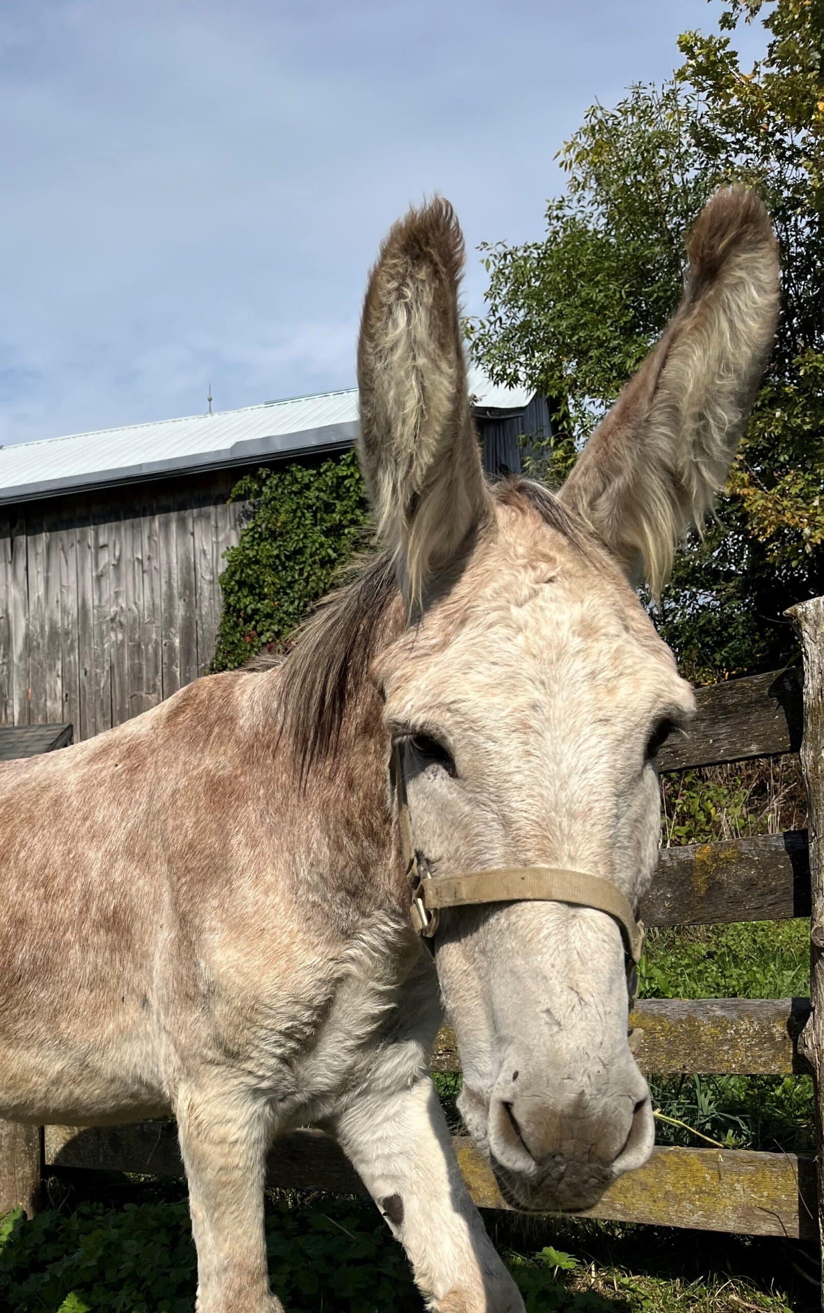 Meet Ricky - The Donkey Sanctuary of Canada