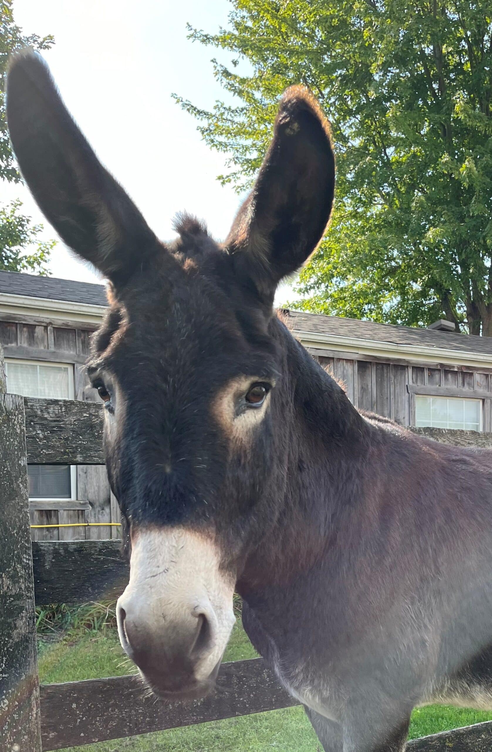 Meet Bucky - The Donkey Sanctuary of Canada