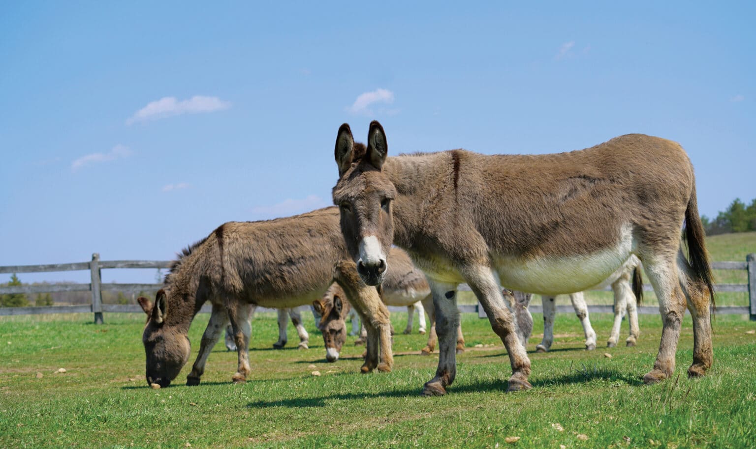 Home - The Donkey Sanctuary of Canada