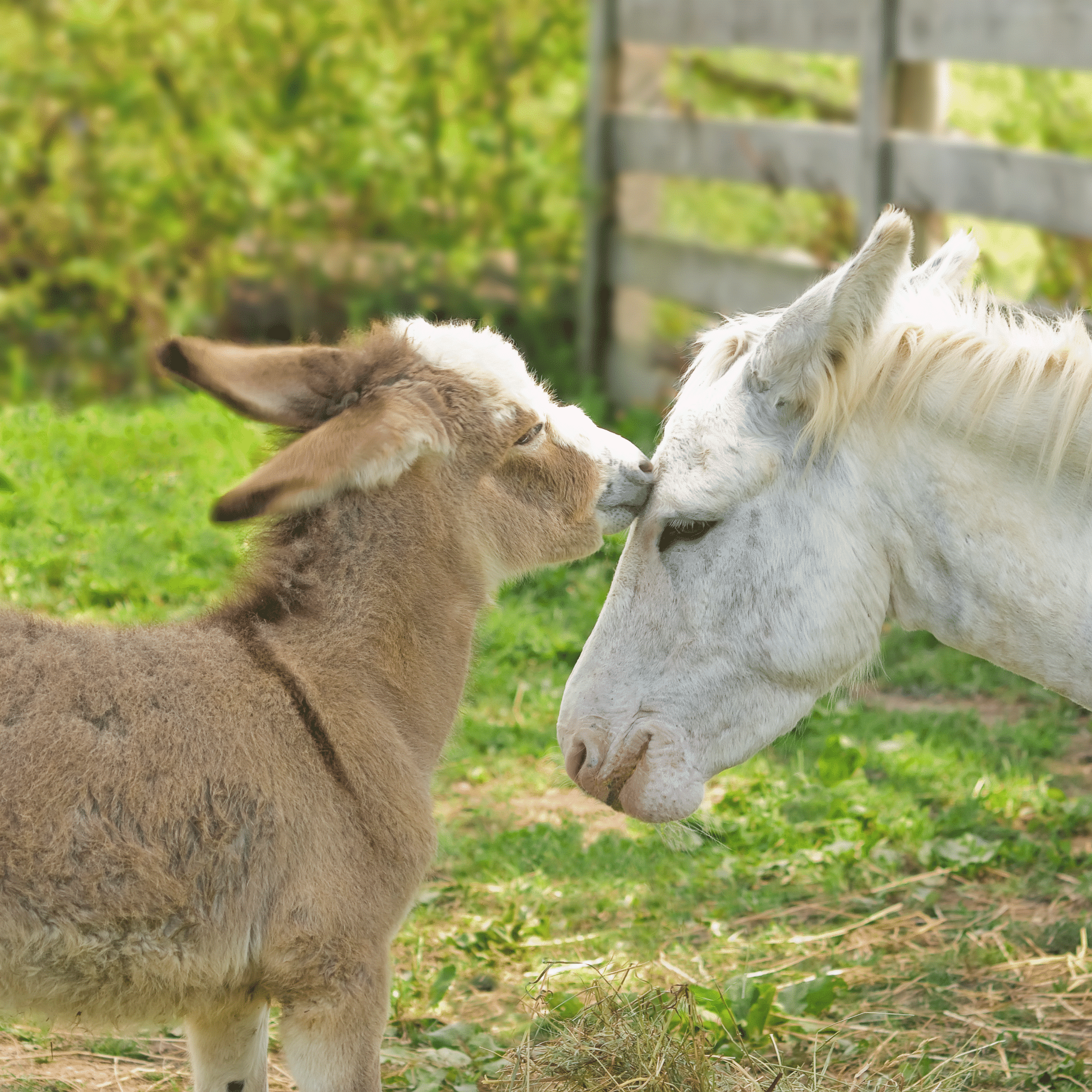 Home - The Donkey Sanctuary of Canada