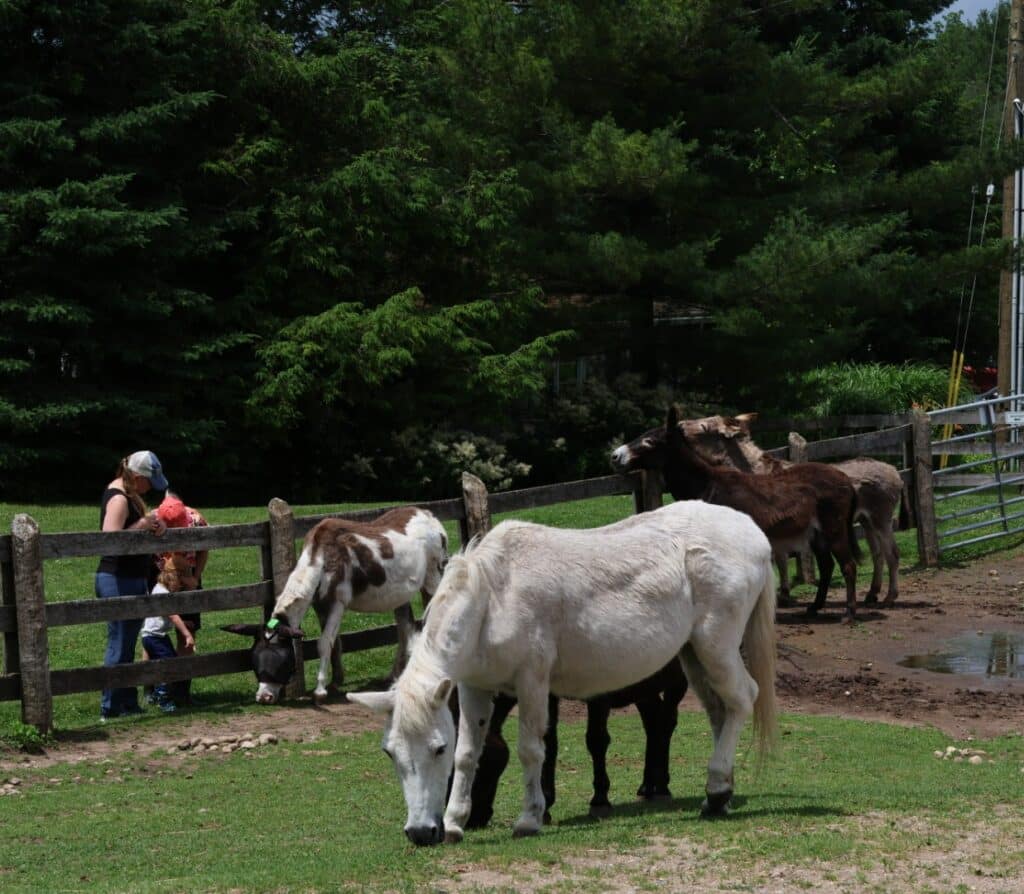 Visit Us - The Donkey Sanctuary of Canada