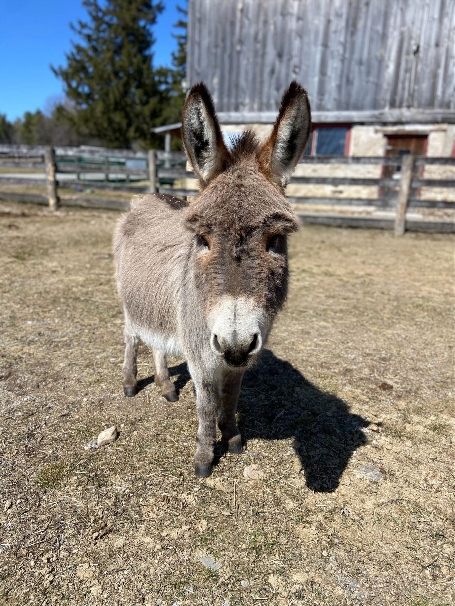 Meet Forest - The Donkey Sanctuary of Canada