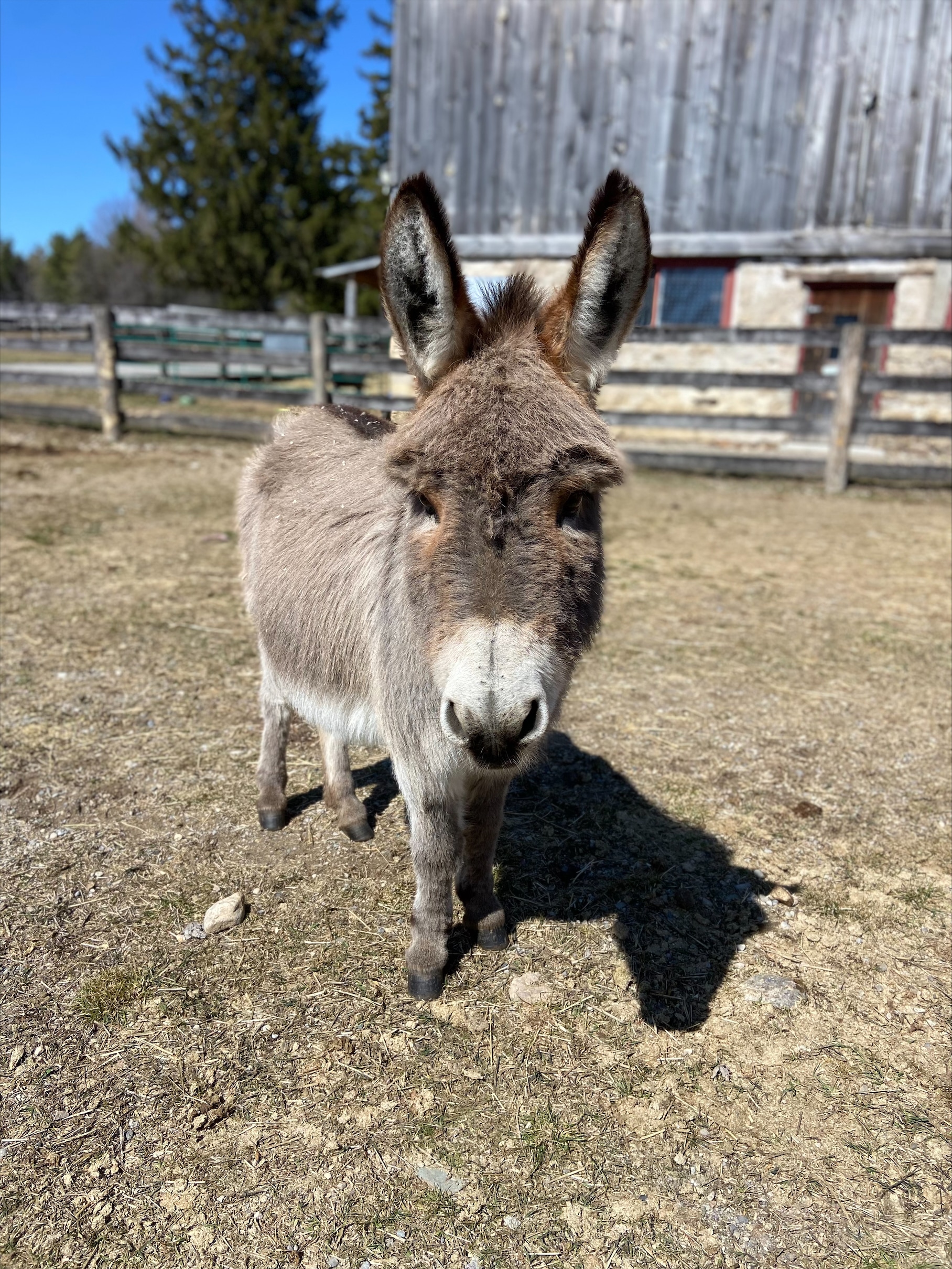 Forest - The Donkey Sanctuary of Canada
