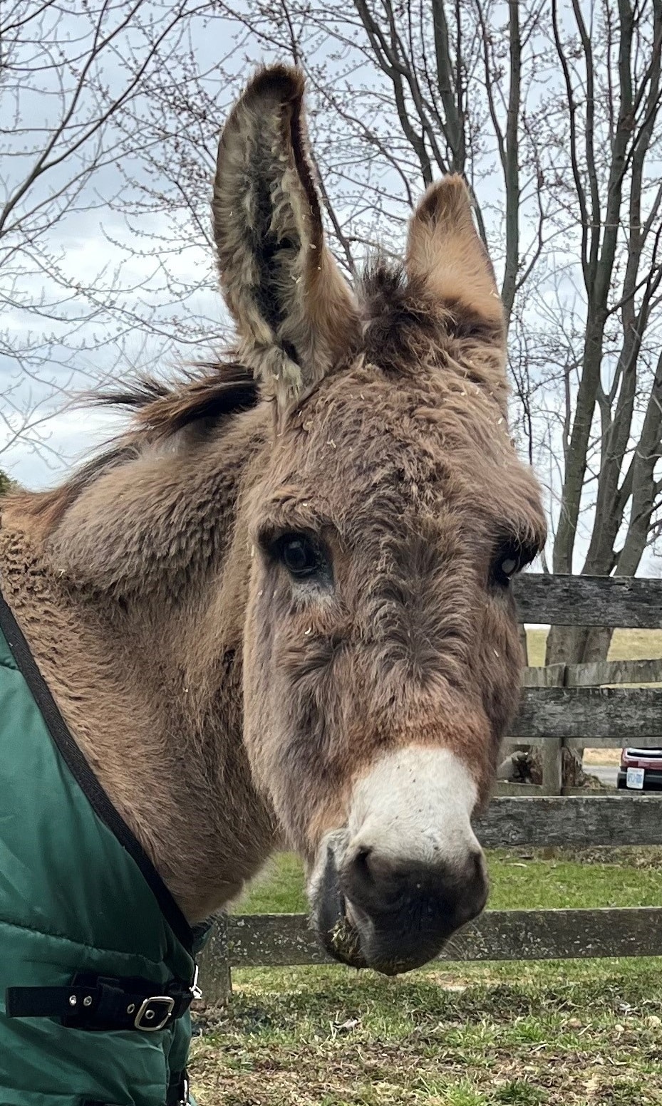 Meet Arean - The Donkey Sanctuary of Canada